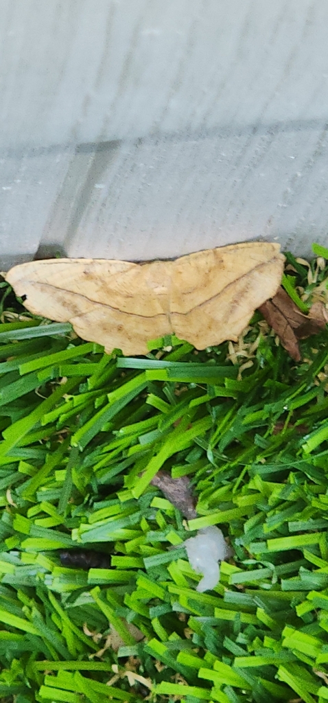 Large Maple Spanworm Moth from Cold Spring Harbor, NY, USA on September ...