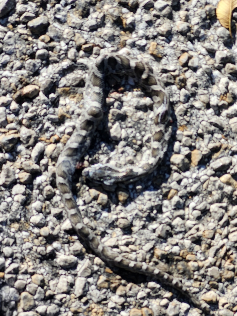 Western Ratsnake from Skedee, OK 74058, USA on September 29, 2024 at 04 ...