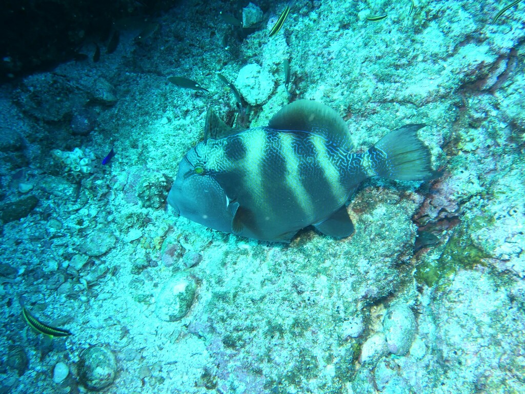 Stone Triggerfish from Isla la animas on September 18, 2024 at 11:05 AM ...