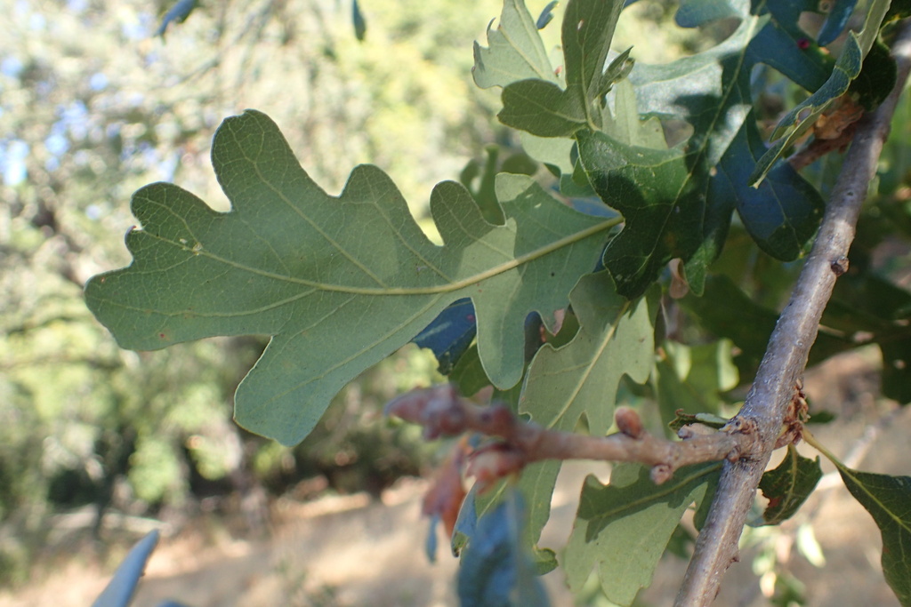 valley oak from Rossmoor, Walnut Creek, CA, USA on September 29, 2014 ...