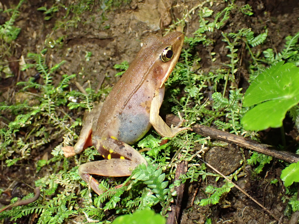 Brilliant Forest Frog from Alajuela Province, San Ramón, Costa Rica on September 17, 2024 at 07: ...