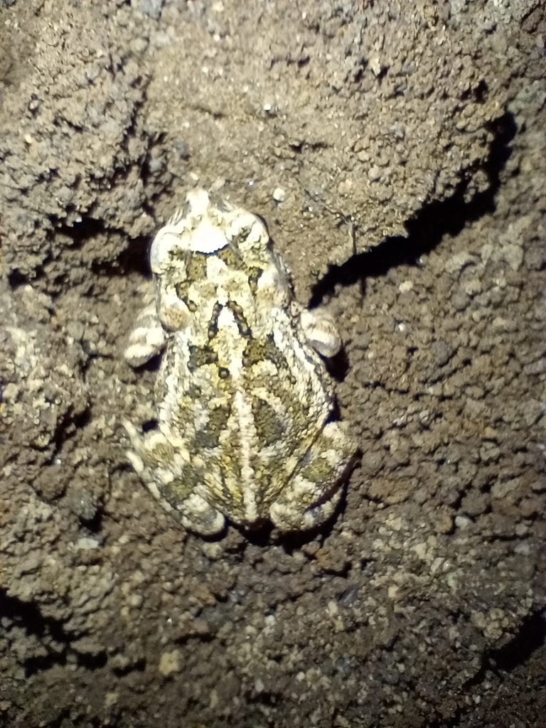 Marbled Toad from 63990 Estancia de los López, Nay., México on ...