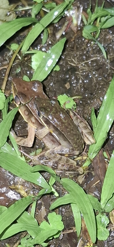Brilliant Forest Frog from Piedades Norte, Provincia de Alajuela, San Ramón, Costa Rica on ...