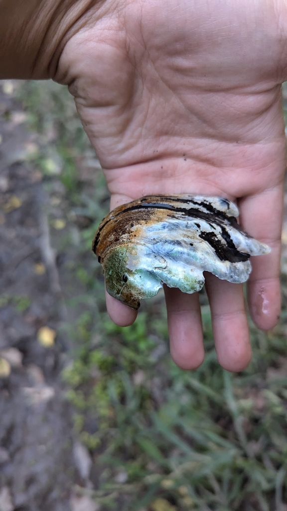 Three-ridge Mussel from Highview Estates, Kansas City, MO, USA on ...