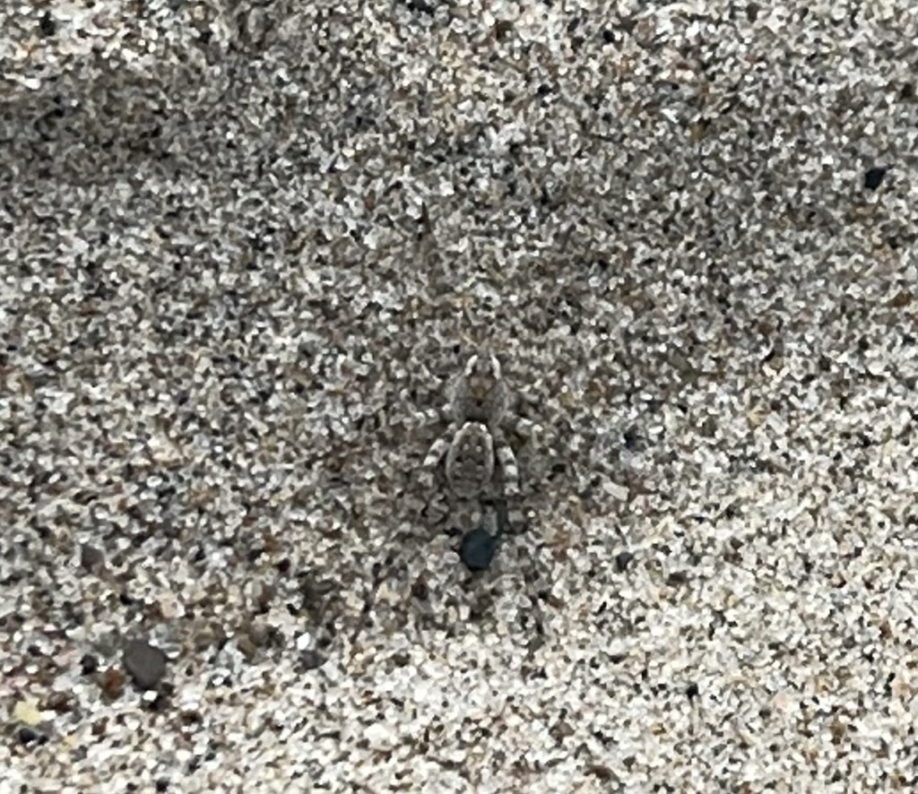 Shoreline Wolf Spider from Erie, PA, US on September 29, 2024 at 04:18 ...