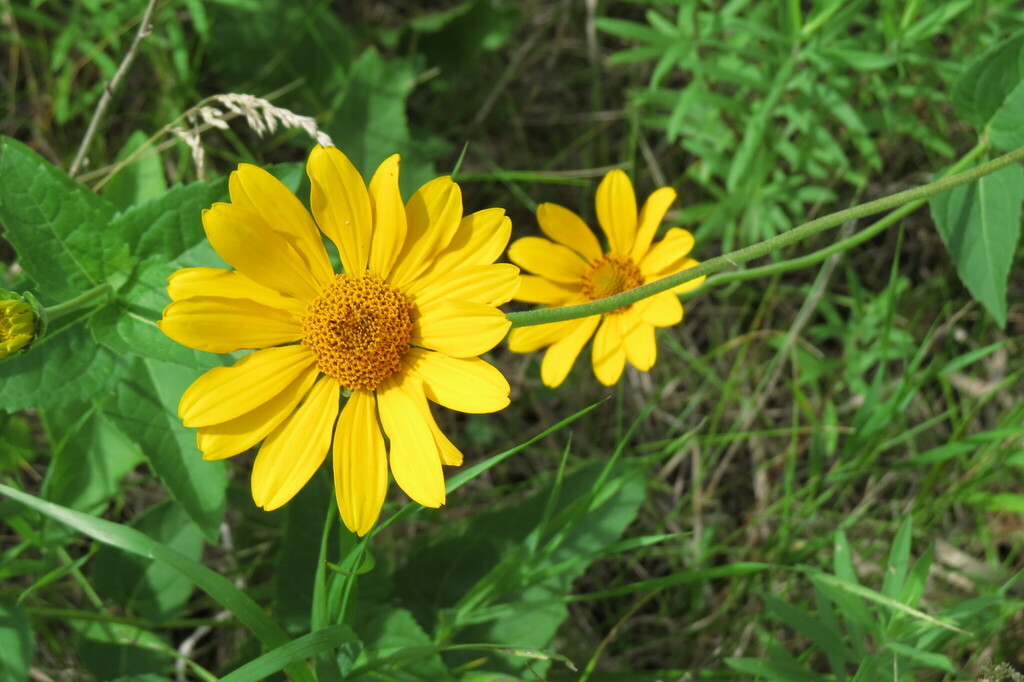 false sunflower from Audubon, MN 56511, USA on July 14, 2015 at 04:20 ...