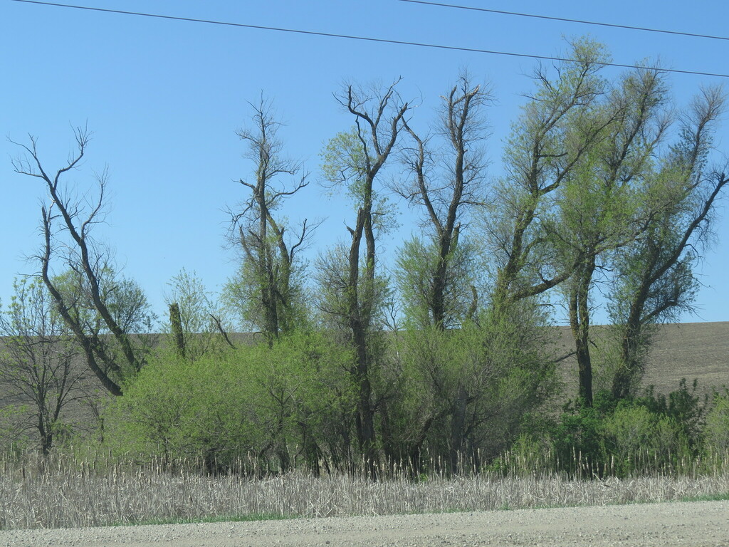 peachleaf willow from Audubon, MN 56511, USA on May 22, 2015 at 09:26 ...