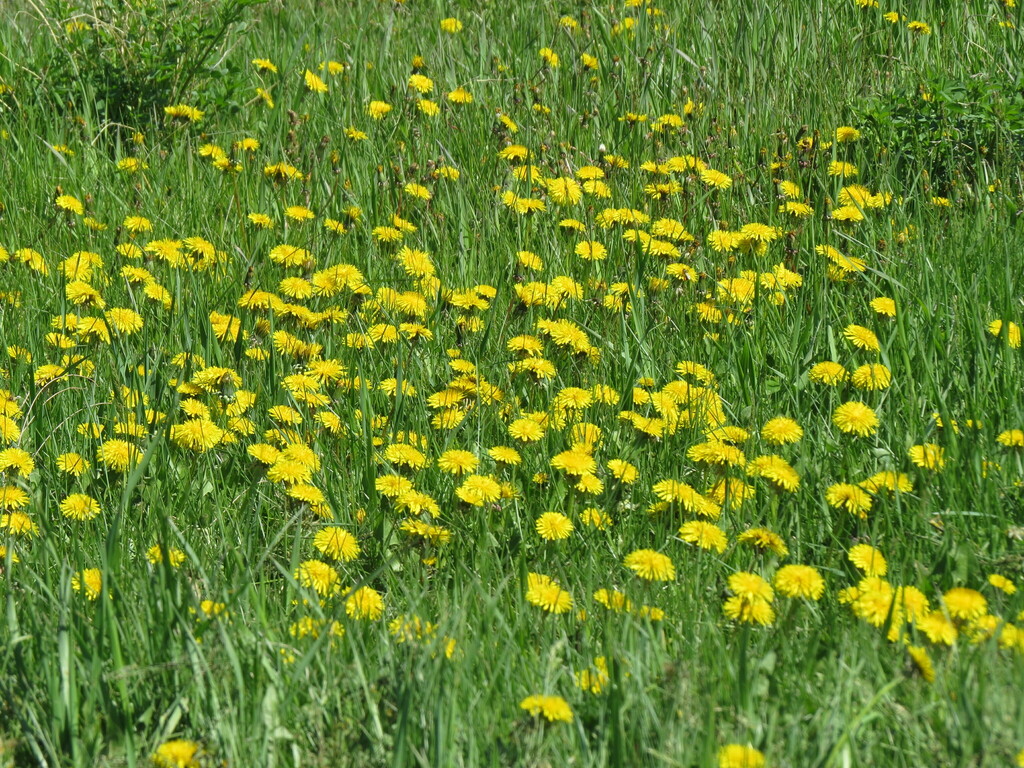 narrow-leaved hawksbeard from Audubon, MN 56511, USA on May 22, 2015 at ...