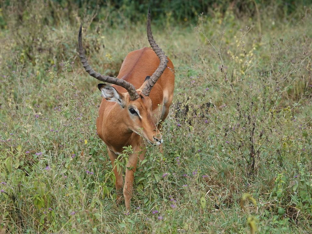 Common Impala from Nakuru Muni., Kenya on July 27, 2024 at 08:31 AM by ...
