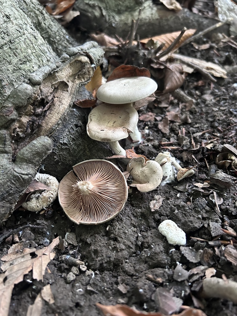 Ivory Funnel from Aldermead Rd, Mississauga, ON, CA on September 28 ...
