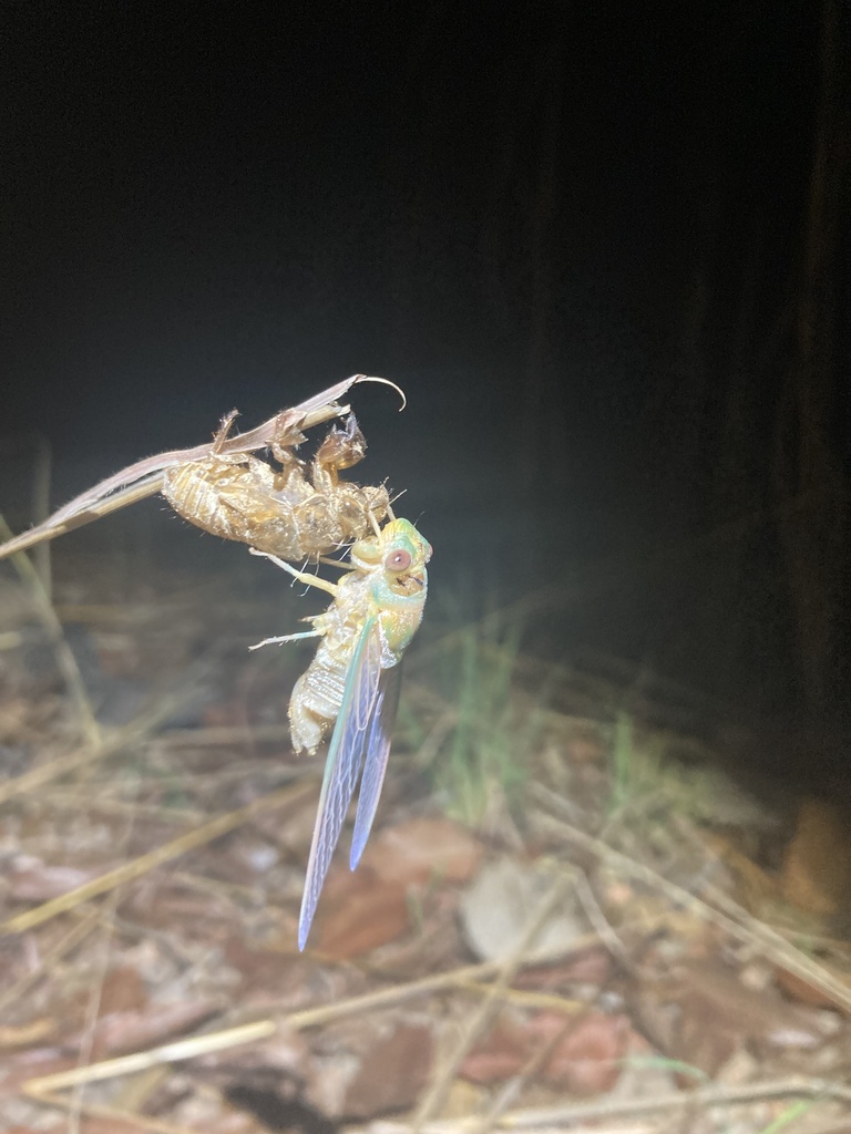 Corroboree cicada from Litchfield National Park, Litchfield Park, NT ...