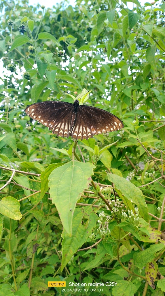 Common Mime Swallowtail from 5984+F6J, Namchi, Sikkim 737126, India on ...