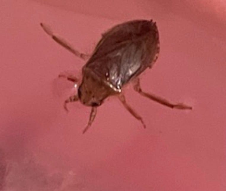 Diplonychus by Oatsadawut Thongnin · iNaturalist