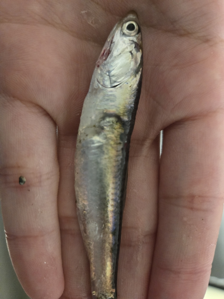 Northern Anchovy from Monterey, CA, USA on September 29, 2024 at 09:23 ...