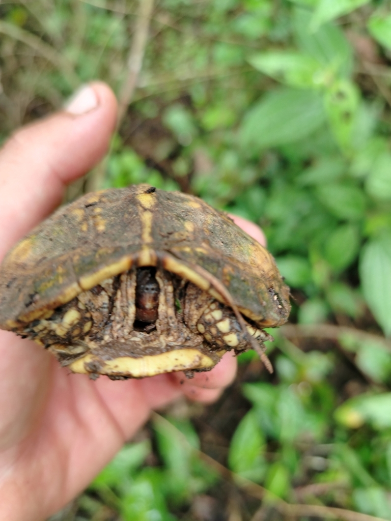 Brown Land Turtle in June 2024 by Dario Garay · iNaturalist