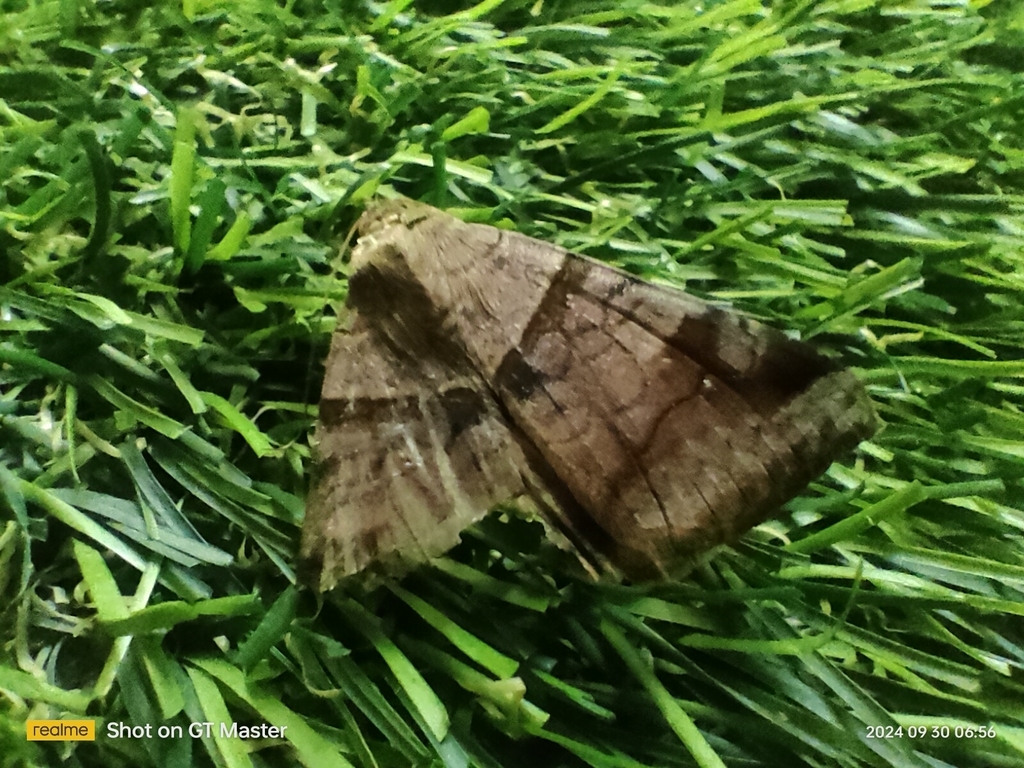 Brown-striped Semilooper from H6C6+CH9, Block A, East Kidwai Nagar ...