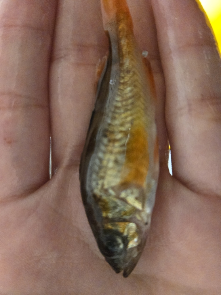 Yellowtail Rockfish from Monterey, CA, USA on September 29, 2024 at 09: ...