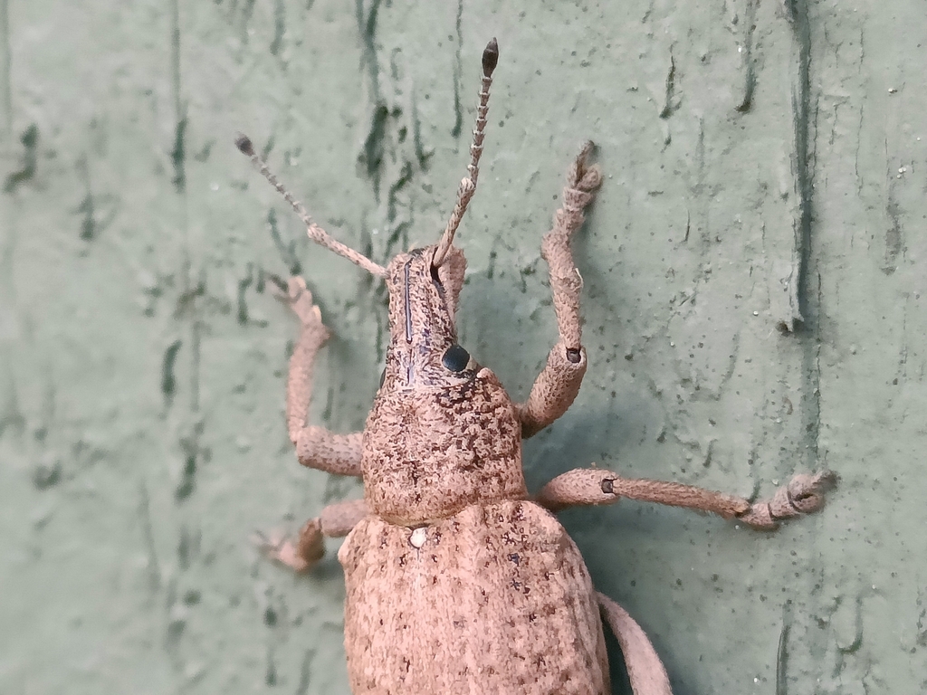 Fruit-tree Root Weevil from Ferntree Gully VIC 3156, Australia on ...
