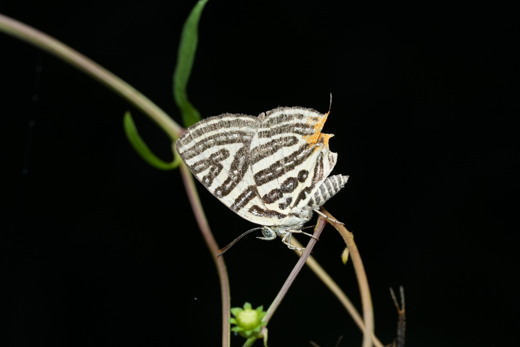 Club Silverline from 流溪河国家森林公园, 广州市, 广东省, CN on September 21, 2024 at ...