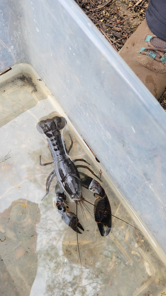 Common Yabby from Bundoora VIC 3083, Australia on September 21, 2024 at ...
