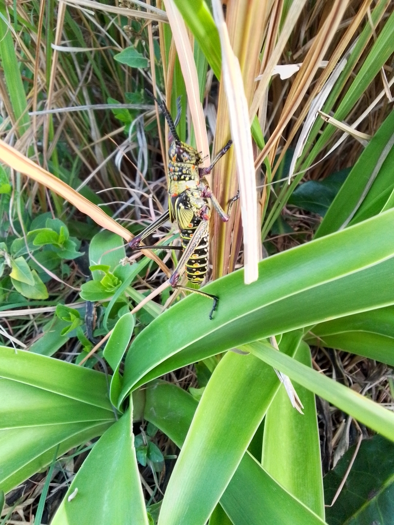 Milkweed Locusts from Xolobeni on September 21, 2024 at 03:12 PM by ...