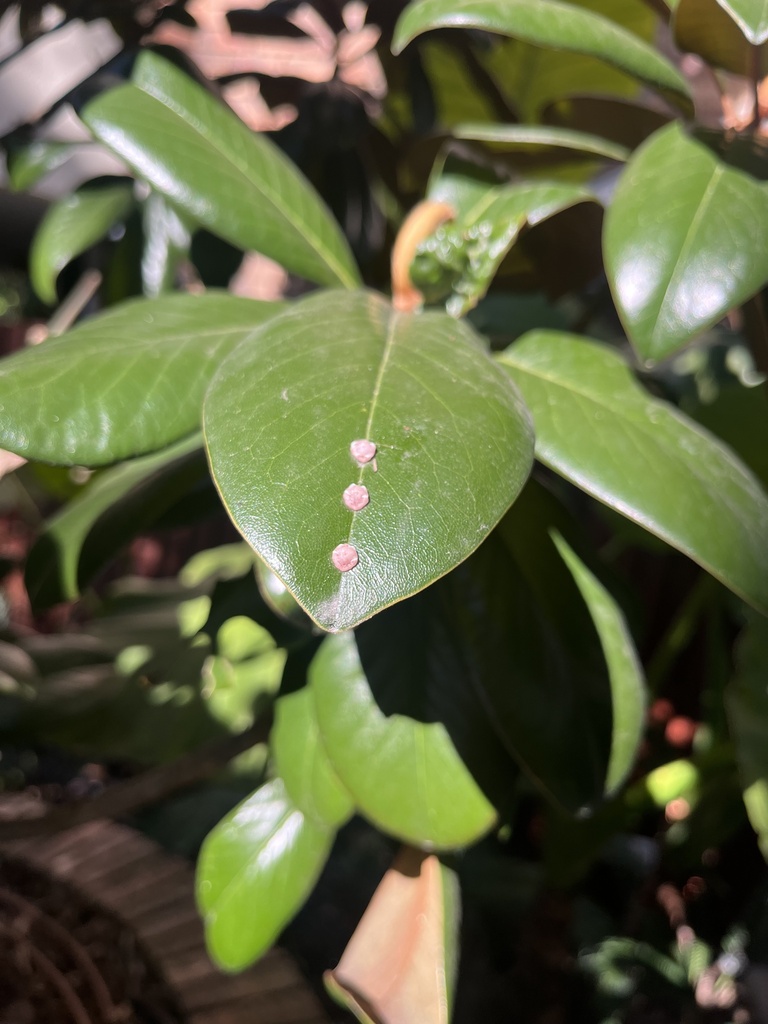 Pink wax scale in September 2024 by Teagan. Could be scales? Or eggs ...