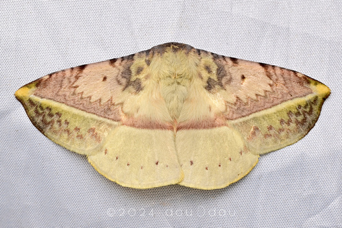 Apha floralis · iNaturalist