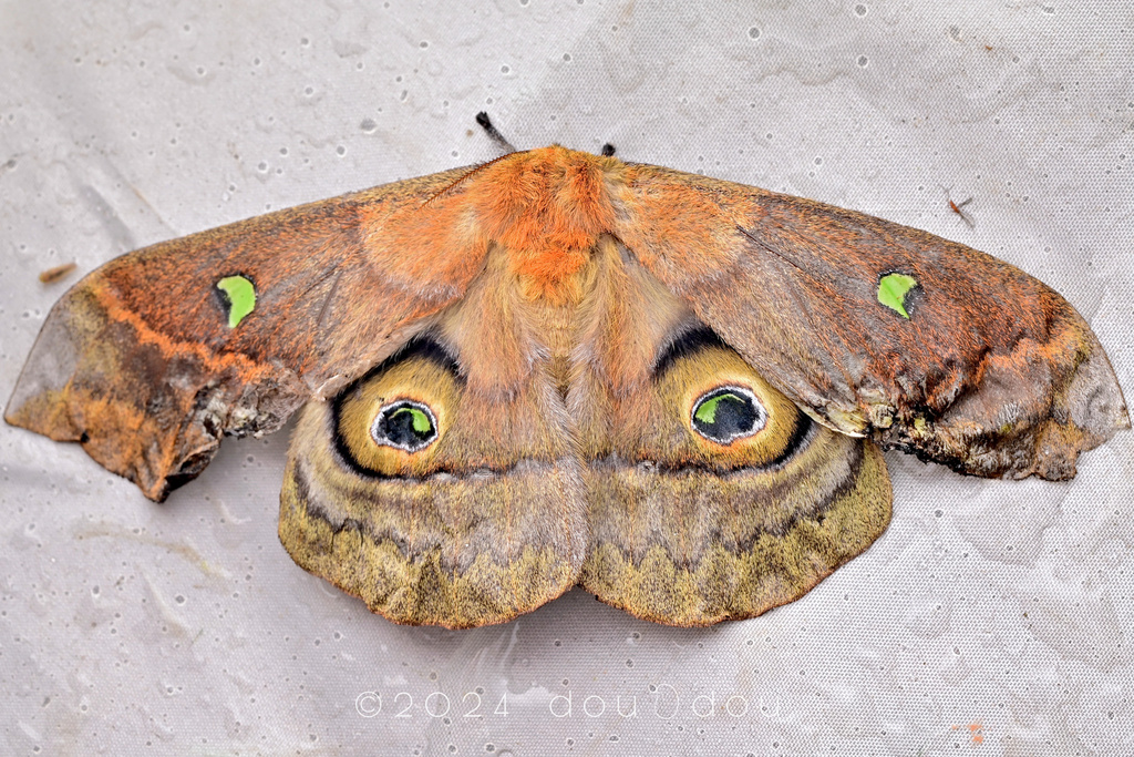 Salassa daxuensis from 中国云南省迪庆藏族自治州维西傈僳族自治县 on July 29, 2024 at 09:09 ...