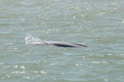 Subspecies Neophocaena asiaeorientali sunameri · iNaturalist