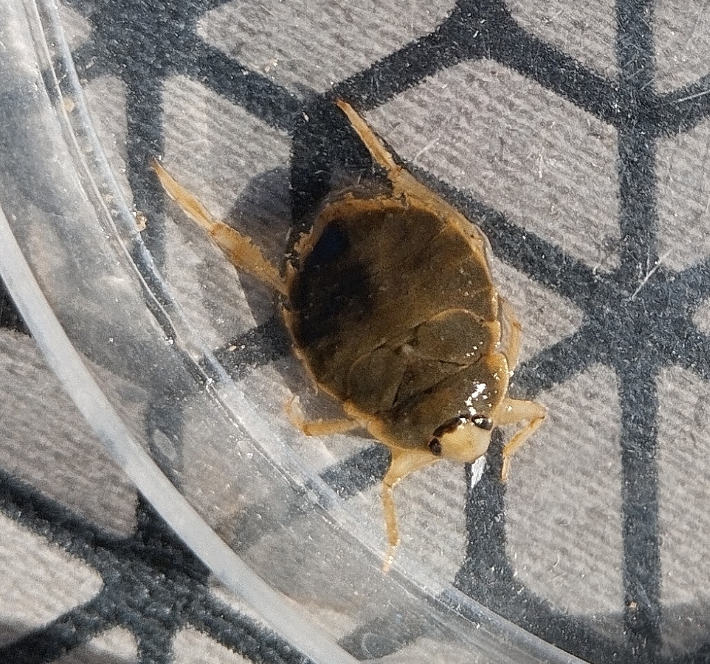 Aphelocheirus aestivalis from 58054 Scansano GR, Italia on September 30 ...