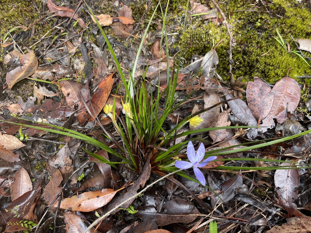 Conostylis from Mount Frankland National Park, North Walpole, WA, AU on ...
