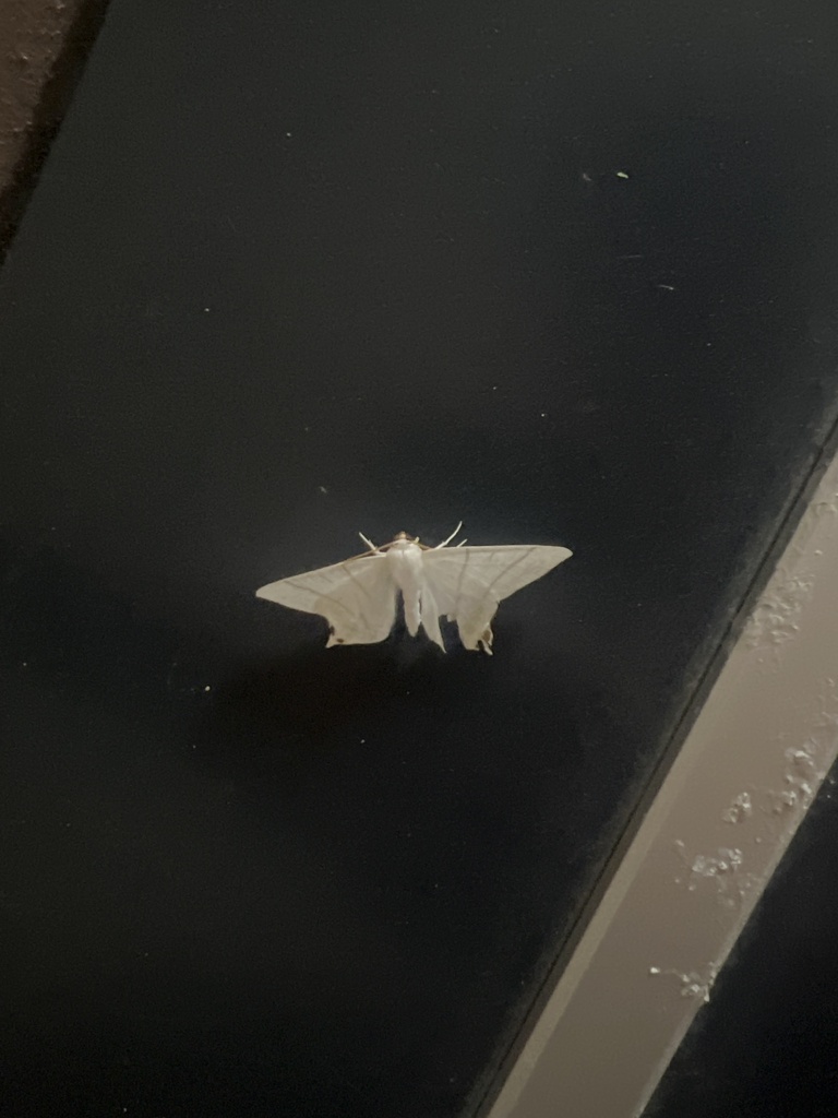 Butterflies and Moths from Honshu, Akita, Akita, JP on September 30 ...