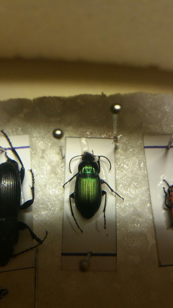 Poecilus versicolor from 24060 Bagnatica BG, Italia on June 27, 2019 at ...