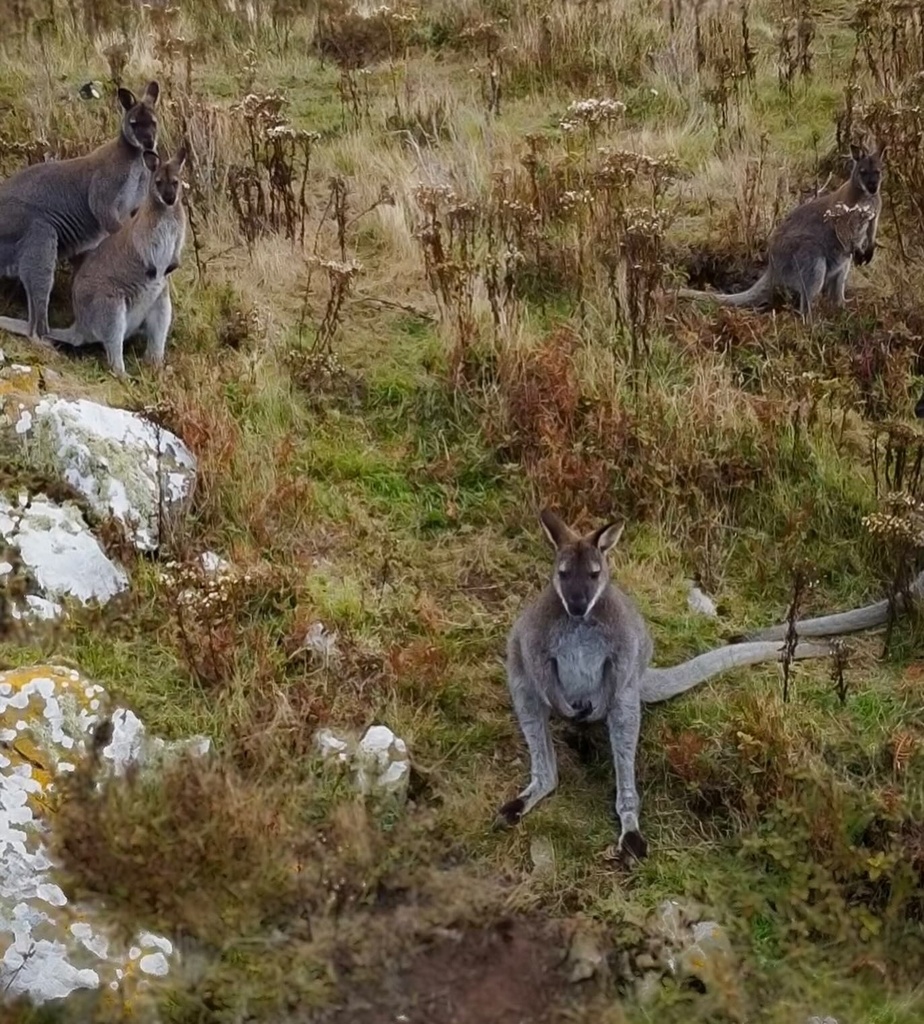 Red-necked Wallaby from Lambay Island, Rush, Co. Dublin, IE on ...