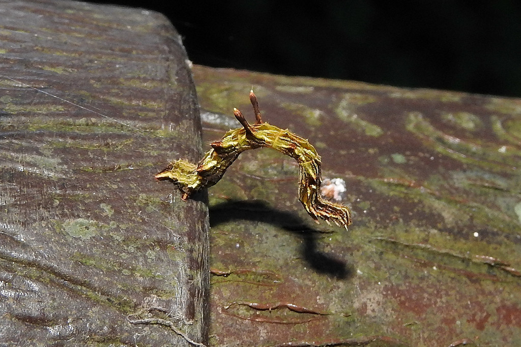 Cross-line Wave Moth (Common Caterpillars of Hong Kong) · iNaturalist