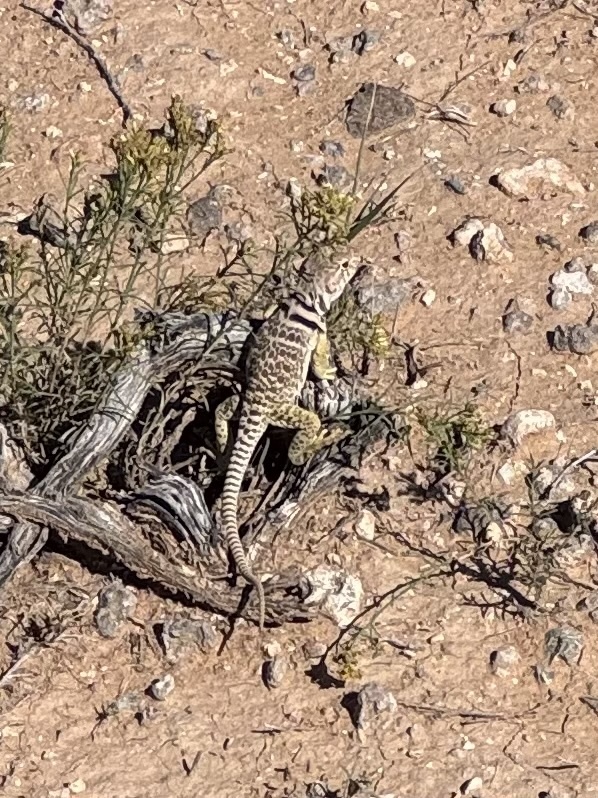 Eastern Collared Lizard from Rio Grande del Norte National Monument ...