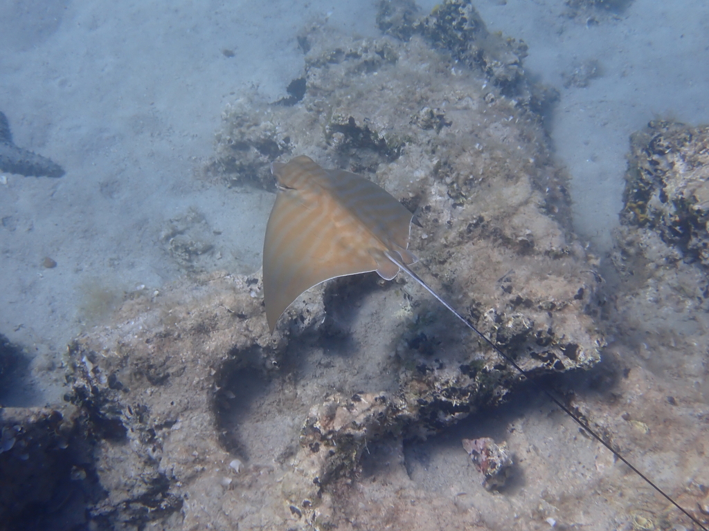 Duckbill Ray from Mali Lošinj, HR-PG, HR on August 25, 2024 at 01:30 PM ...