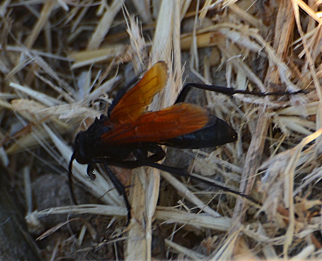 New World Tarantula-hawk Wasps from Dow Wetlands Preserve, Antioch, CA ...
