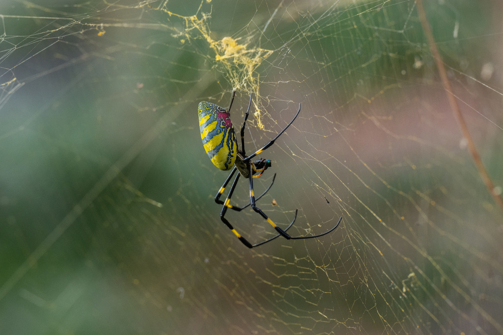 Joro Spider from Mt Vernon St, Boston, MA, US on September 10, 2024 at ...
