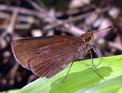 Saltarina Facilis (Eutocus facilis)