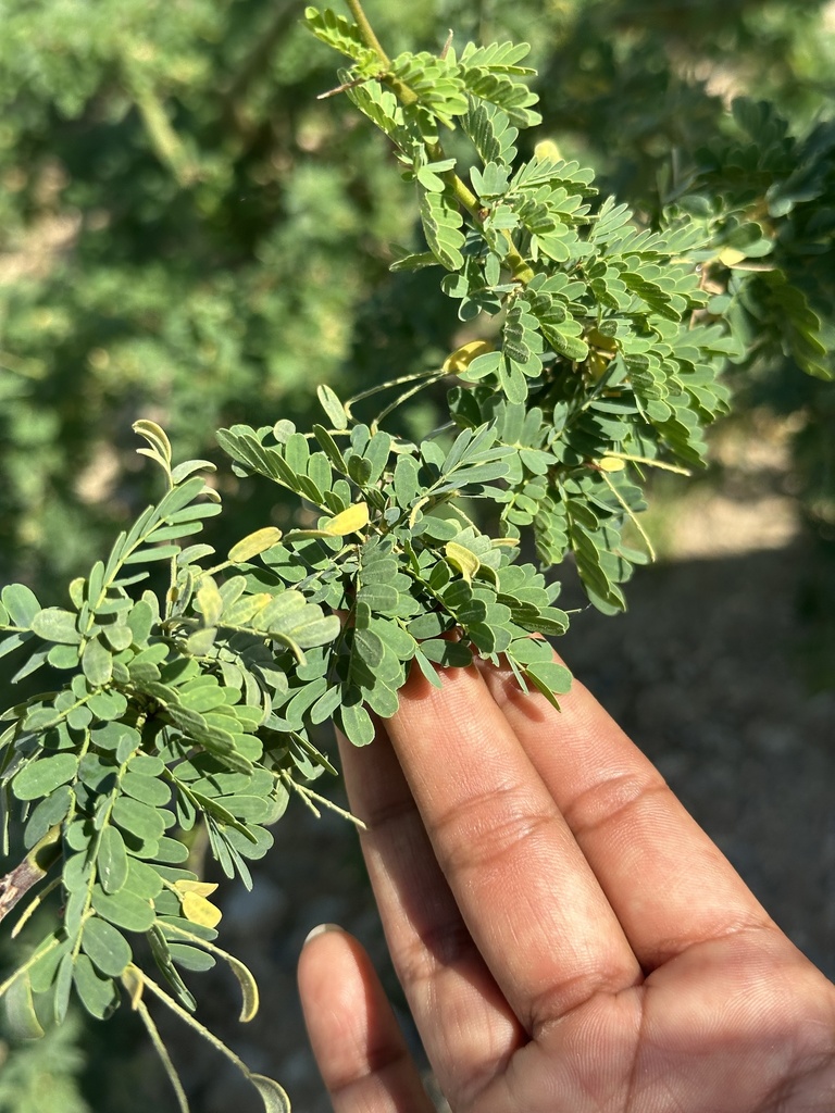 palo brea from Los Cabos, B.C.S., MX on September 25, 2024 at 01:48 PM ...