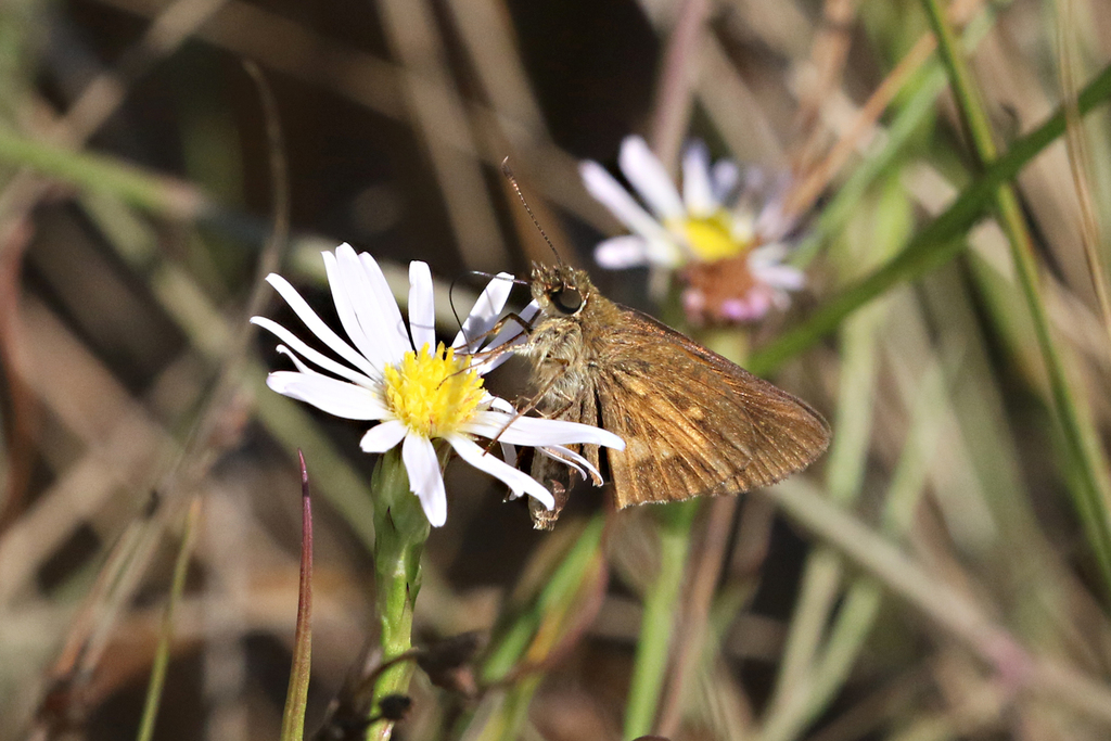 Broad-winged Skipper from Mathews County, VA, USA on September 29, 2024 ...
