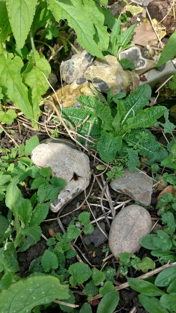 Greater Bee Flies from St Albans AL3 4SN, UK on March 20, 2024 at 12:30 ...