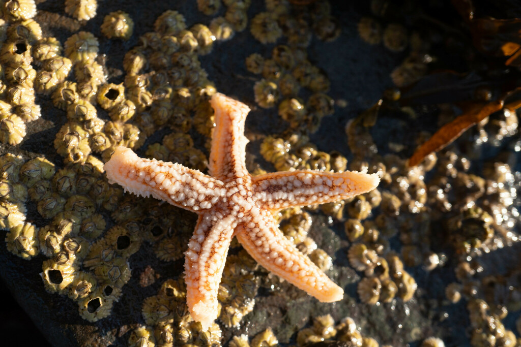 Common Sea Star from Saint Andrews, NB, Canada on September 30, 2024 at ...