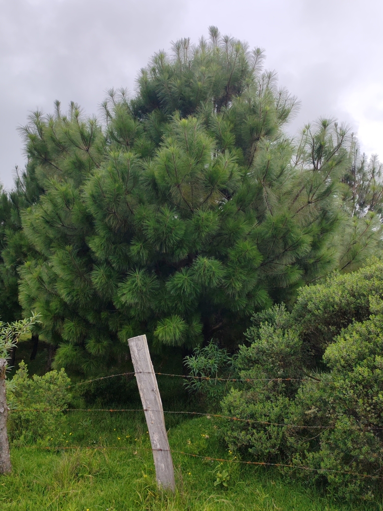 Montezuma pine from Zinapécuaro, MX-MC, MX on September 30, 2024 at 04: ...