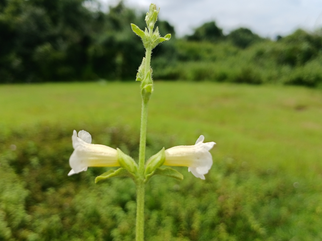 Centranthera from 48JW+FPM, Panapuzha, Kerala 670306, India on ...