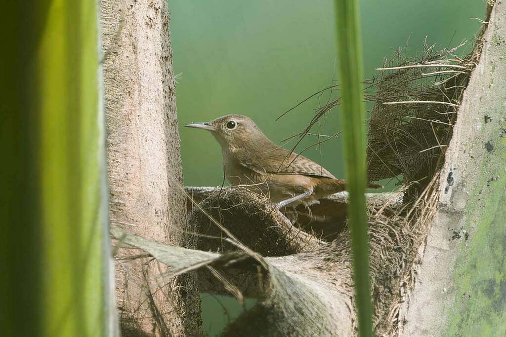Southern House Wren from Muisne, Ecuador on September 24, 2024 at 08:23 ...