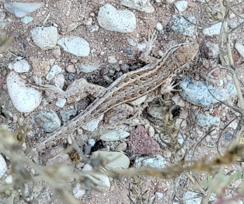 Eastern Side-blotched Lizard from Canyon, TX 79015, USA on September 28 ...