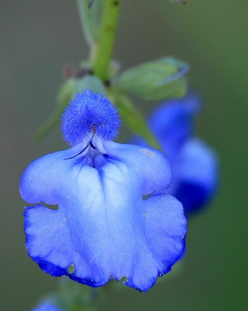 giant blue sage from Deer Park, TX, USA on September 30, 2024 at 05:19 ...