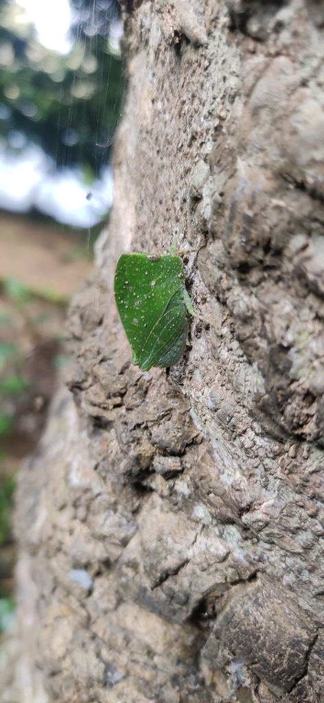 Grasshoppers, Crickets, and Katydids from Kodagu, IN-KA, IN on ...